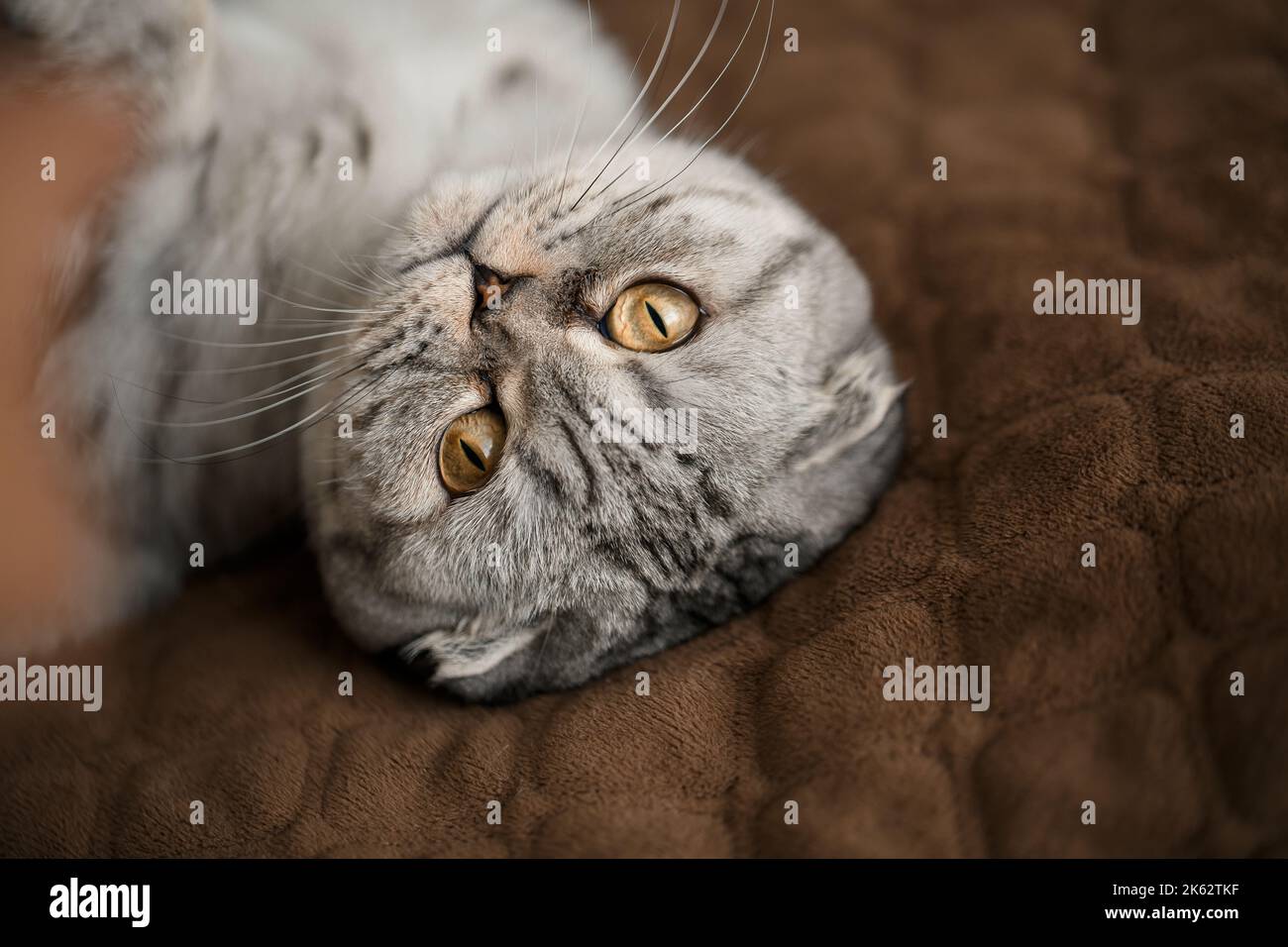 A beautiful gray large Scottish Fold cat or Scottish fold. Pet playful ...