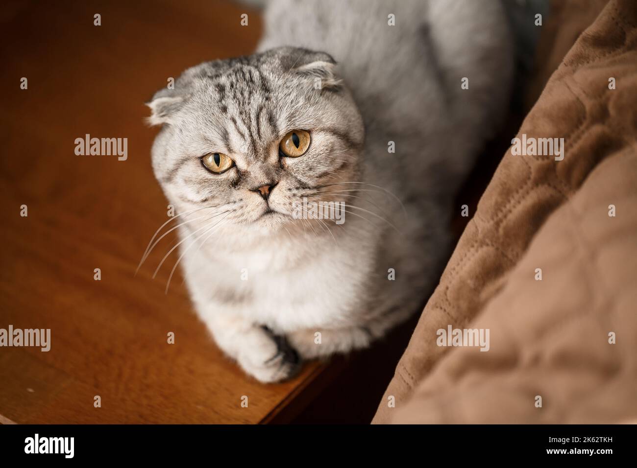 A beautiful gray large Scottish Fold cat or Scottish fold. Pet playful ...