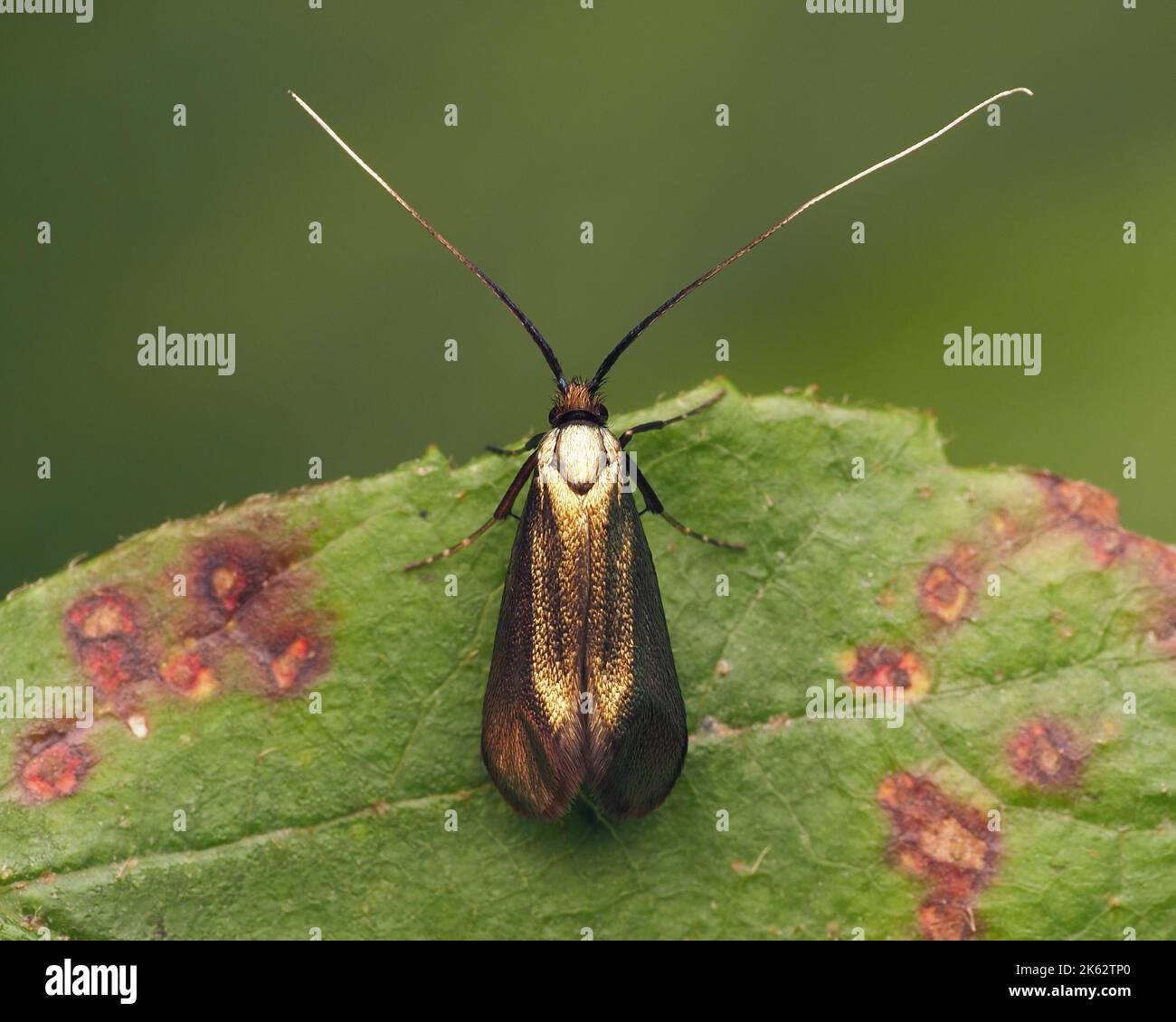 Moth dorsal view hi-res stock photography and images - Alamy