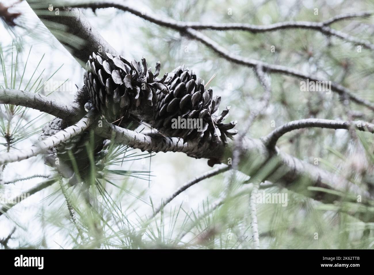 Fir cone up view, pine tree cones on the branch outdoor, fir plant with ...