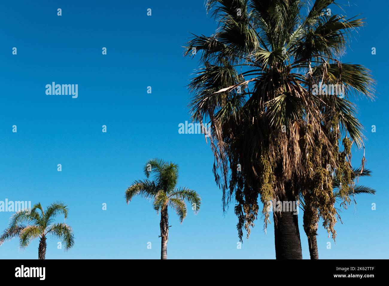 Tropical palms tree on the beach in the wind against the blue sky ...