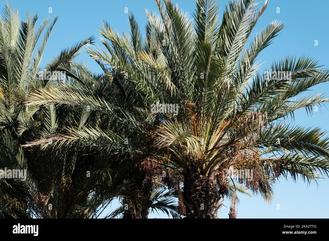 Exotic palm trees against blue sky in the wind on the beach, tropical ...
