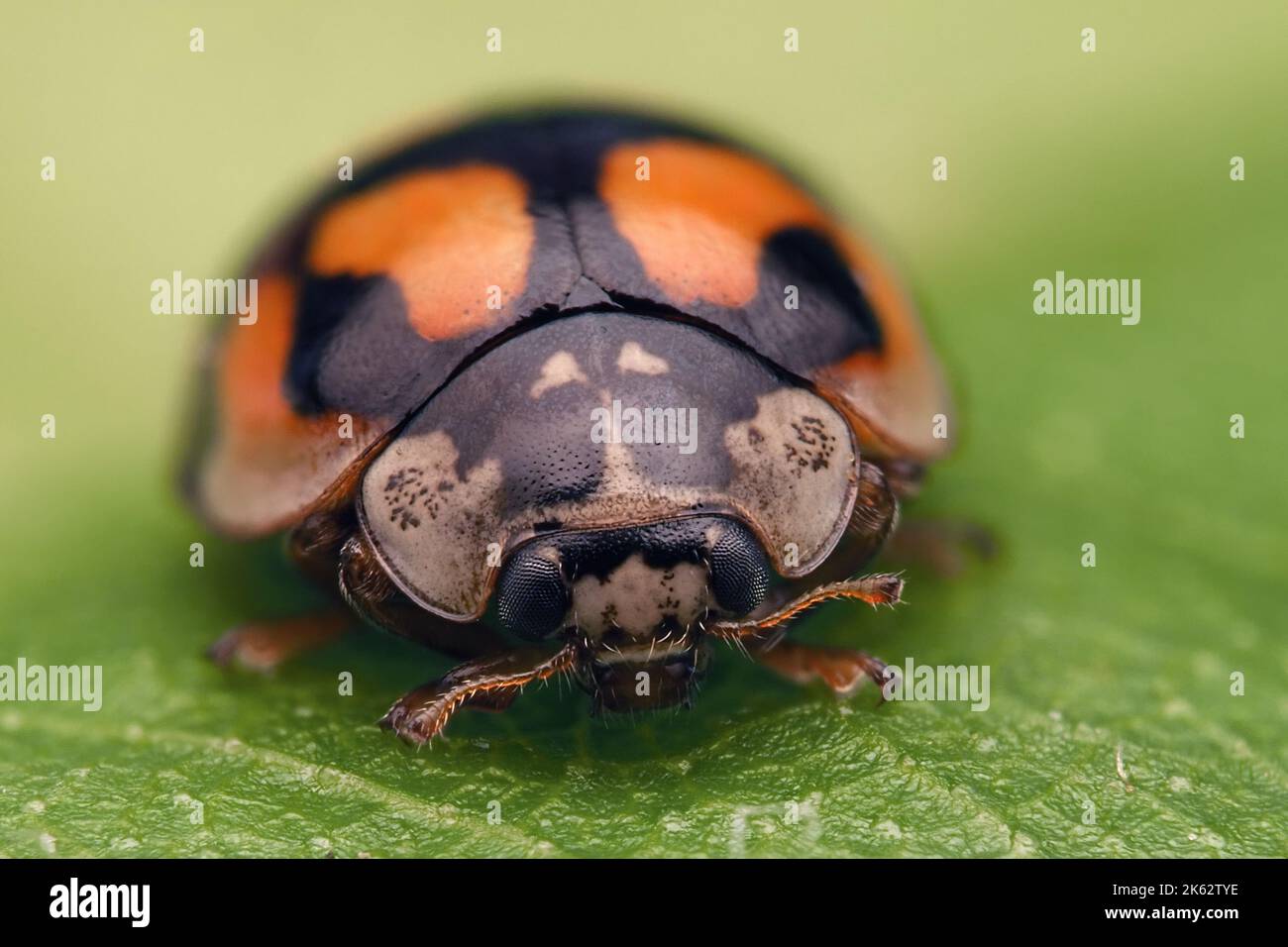 Frontal view of 10-spot Ladybird (Adalia decempunctata). Tipperary ...