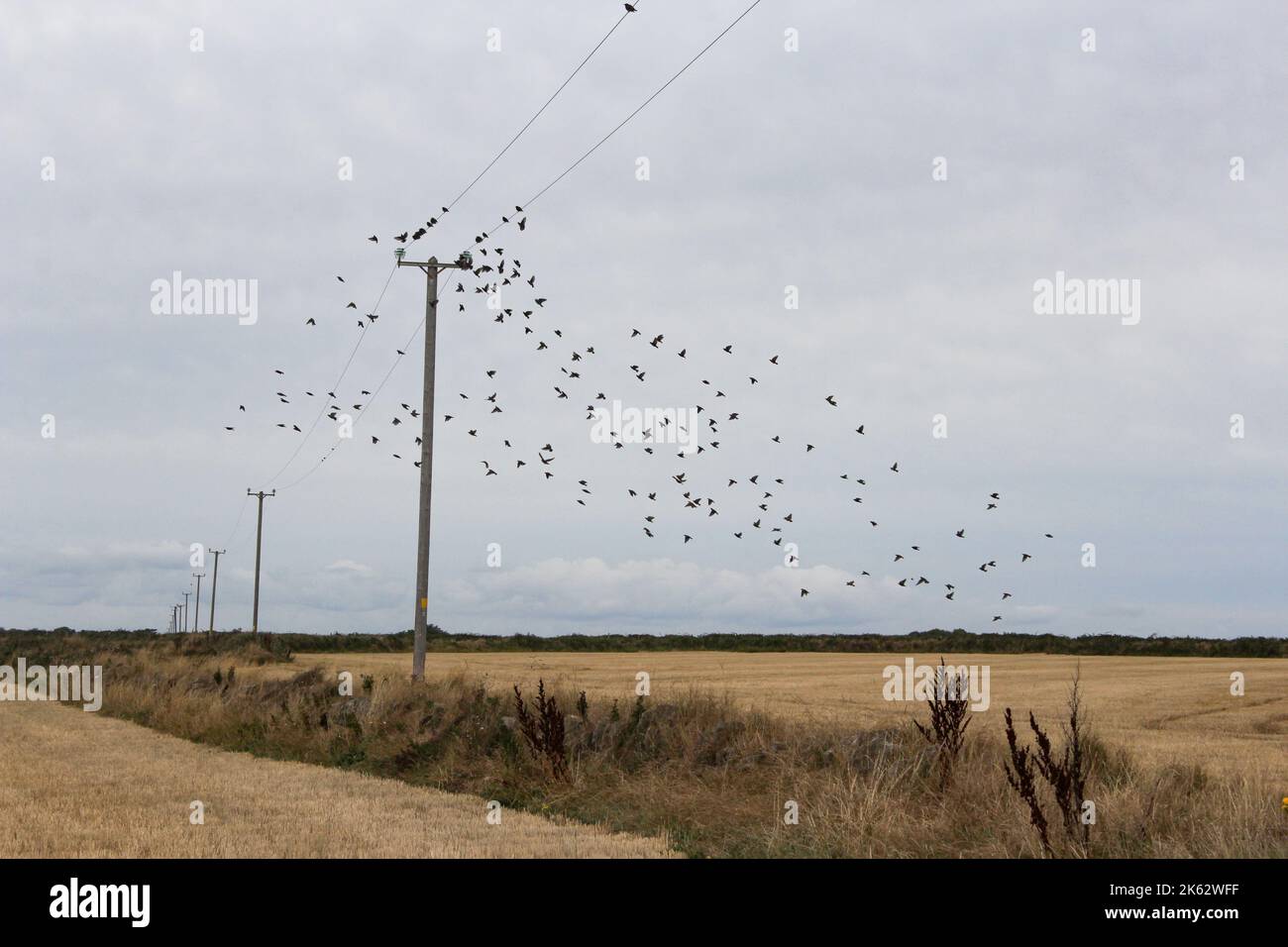 A flock of birds flying near the electric post Stock Photo - Alamy