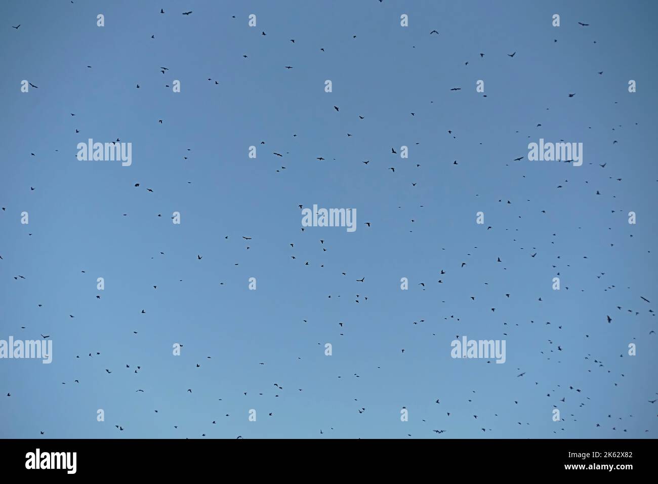 Exposed blue sky full of birds flying overhead. Background, chaos ...