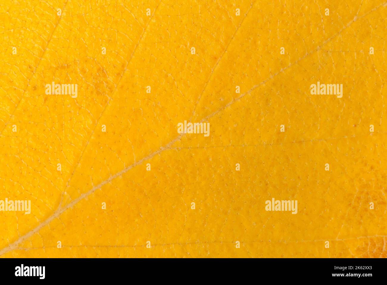 abstract natural background: close up of yellow leaf texture at fall ...