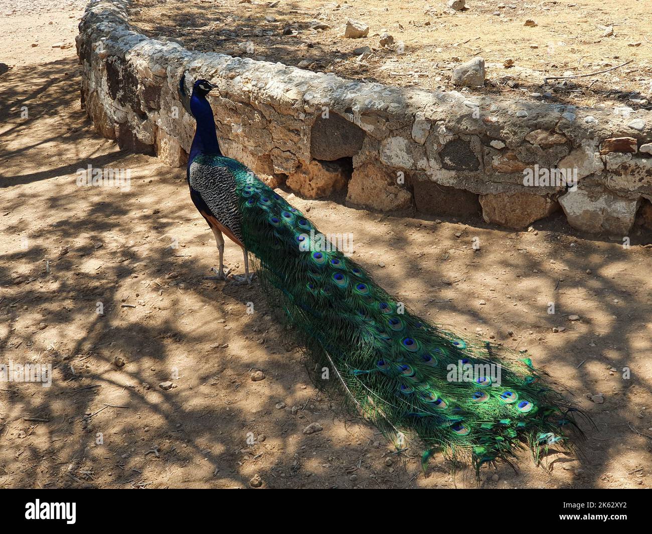 Roaming peacock hi-res stock photography and images - Alamy