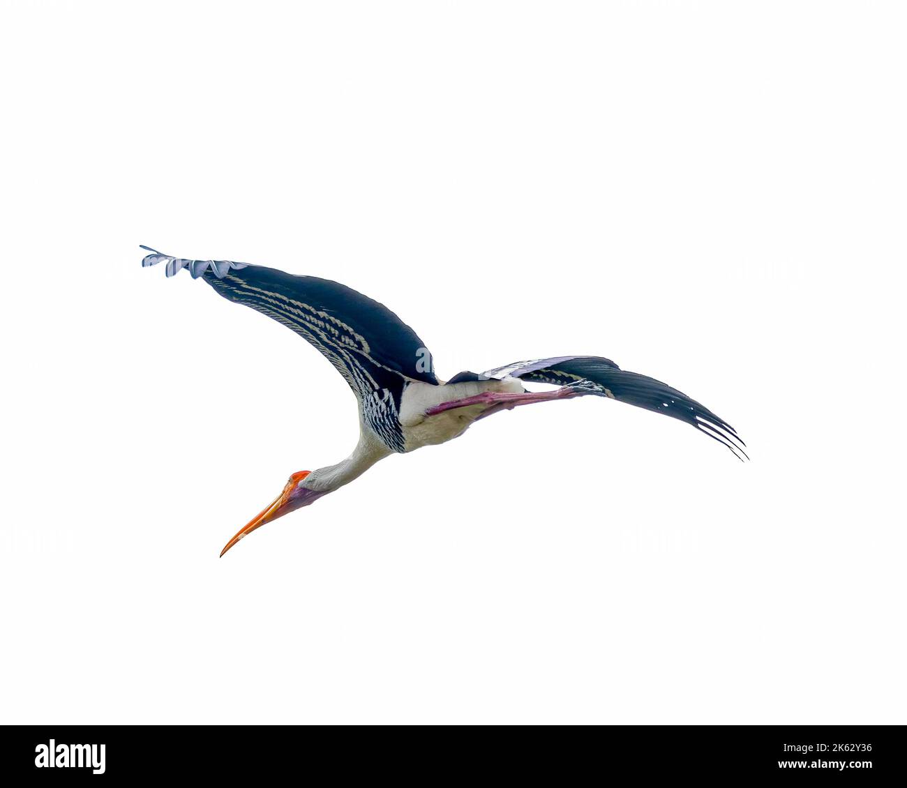 Hand painted bird africa hi-res stock photography and images - Alamy