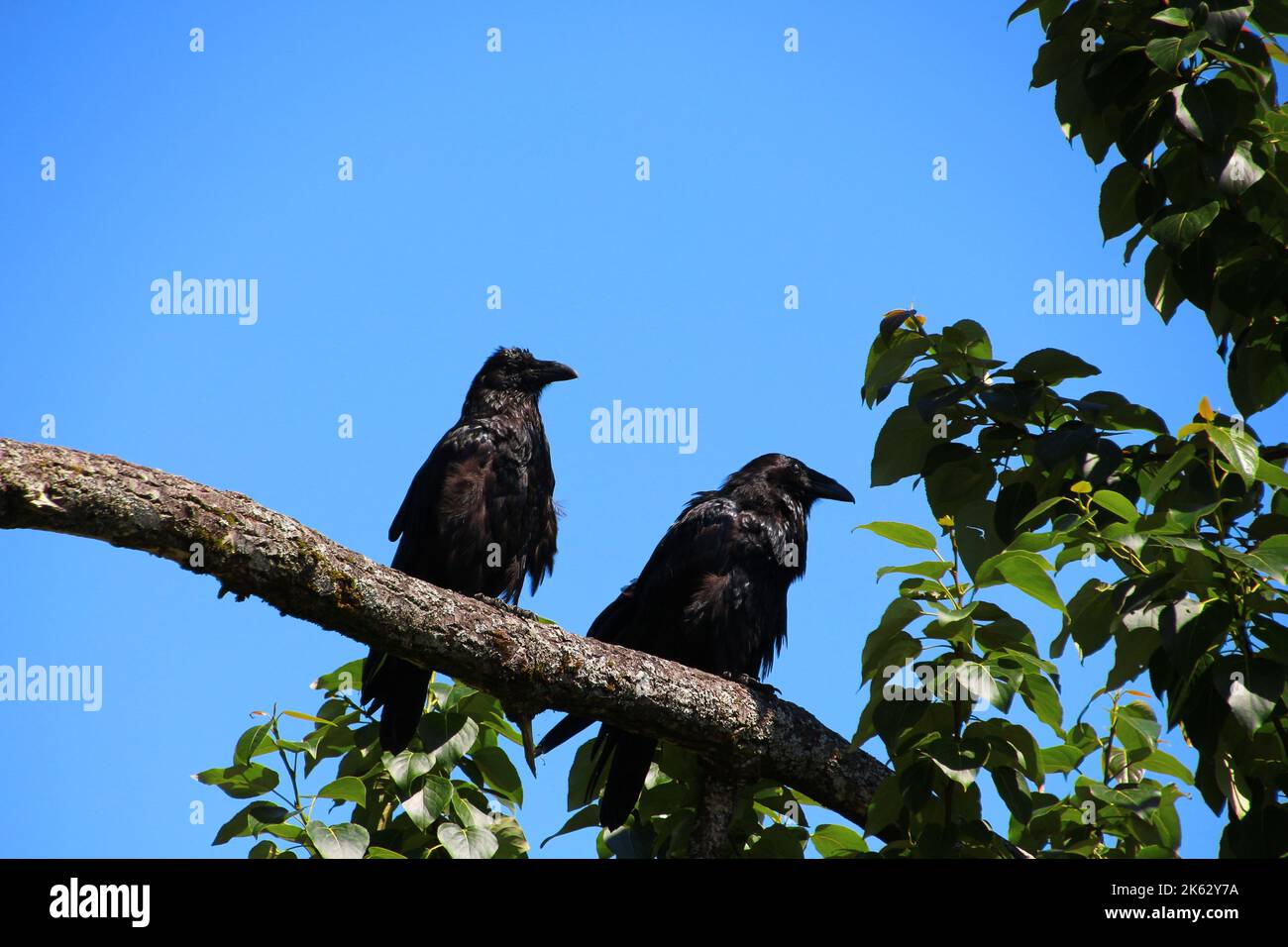 Two ravens on a tree in a park in the small town, Sitka Stock Photo - Alamy