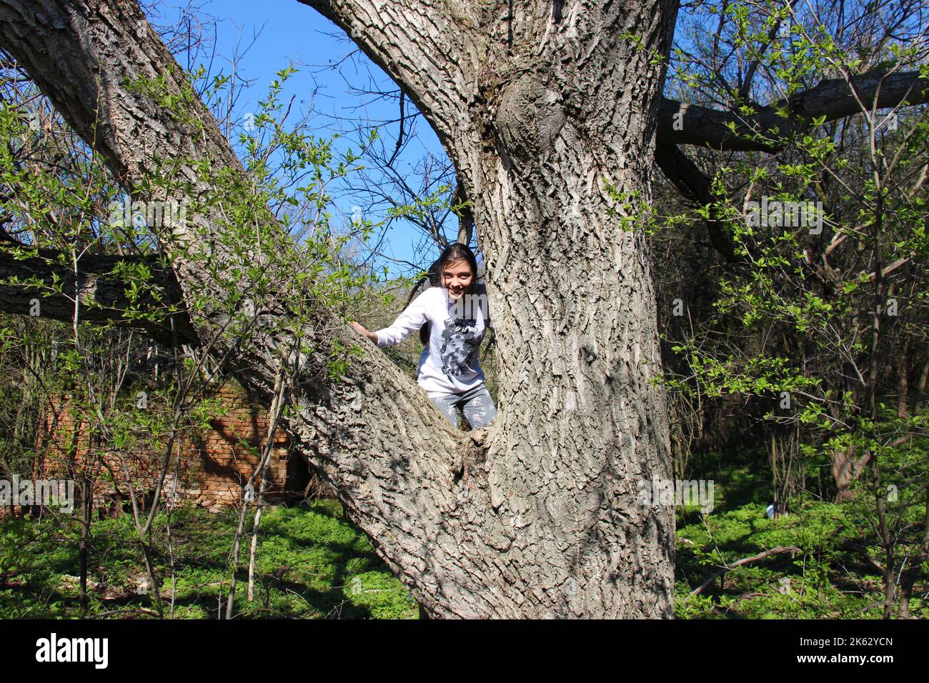 Teenage girl on a big oak tree Stock Photo - Alamy