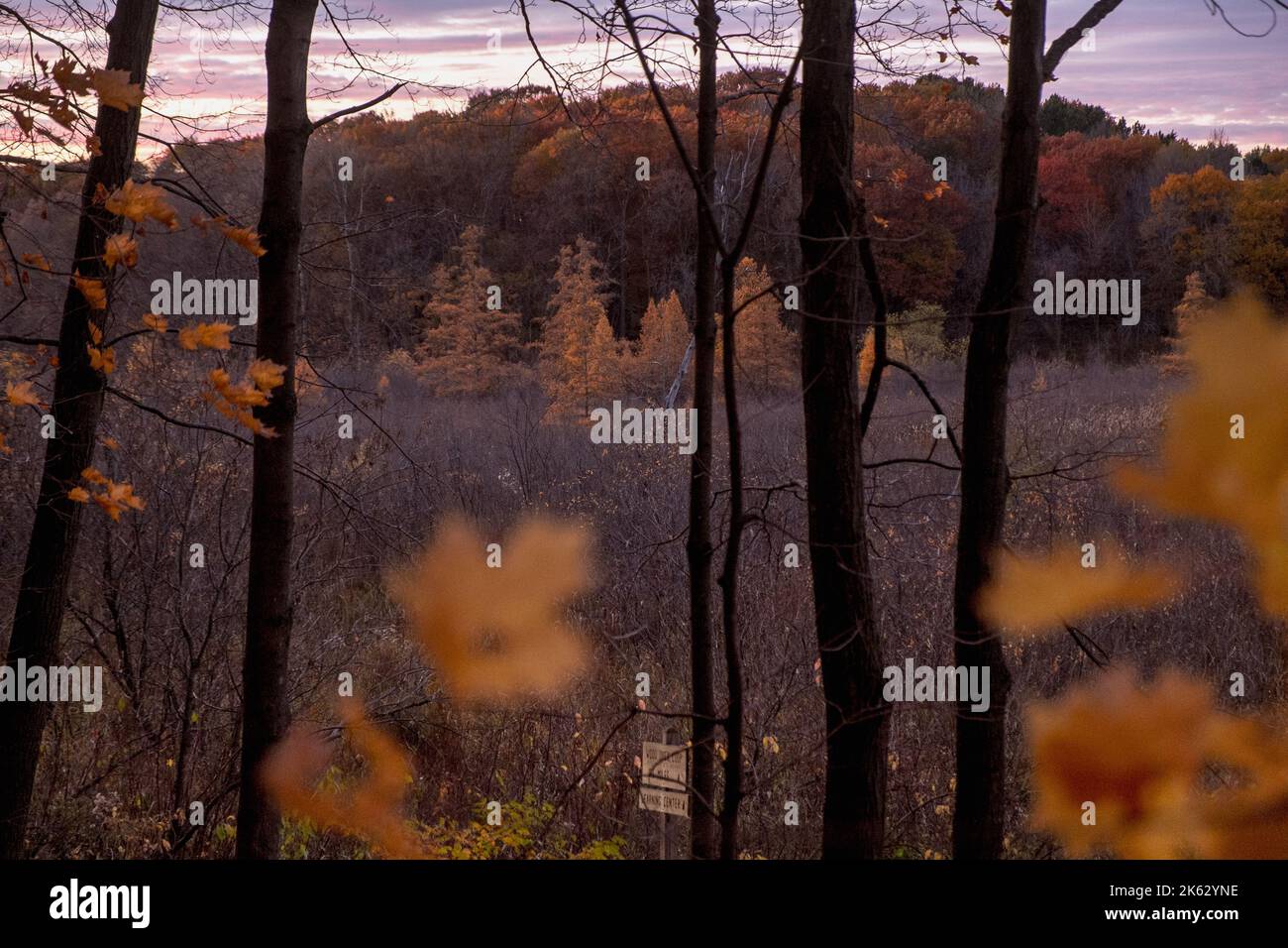 Minnesota Landscape Arboretum, yellow autumn leaves, foliage changing ...