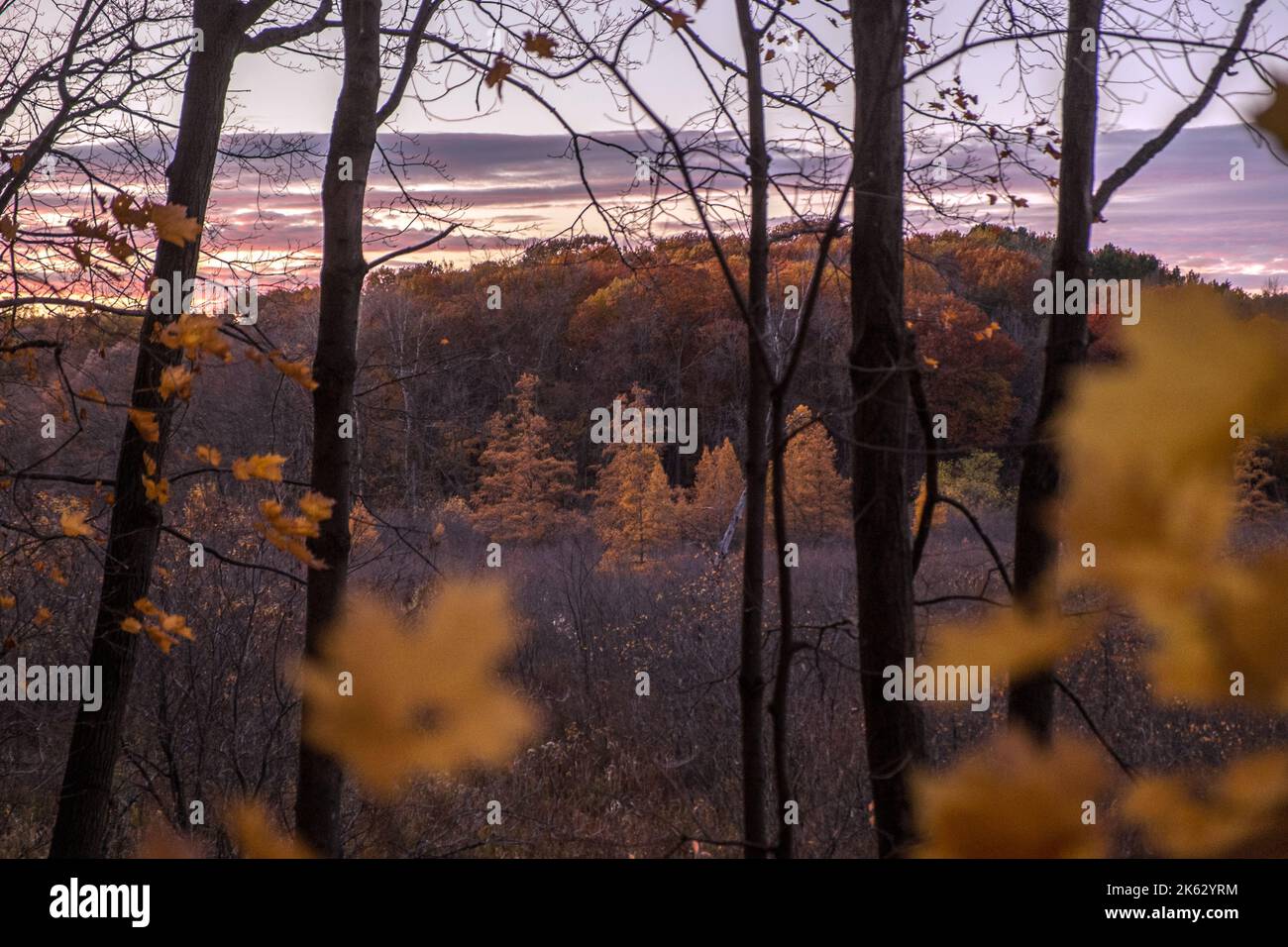 Minnesota Landscape Arboretum, yellow autumn leaves, foliage changing ...