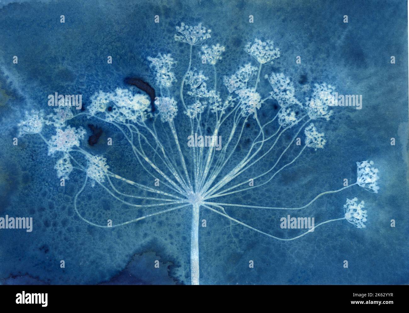 Cyanotype hi-res stock photography and images - Alamy