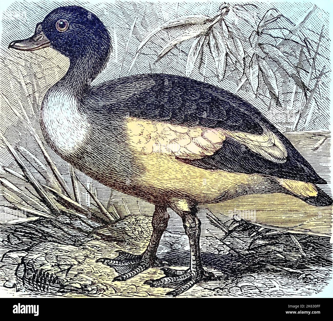 common shelduck, goose / Brandgans, Vulpanser tadorna, Tadorna tadorna ...