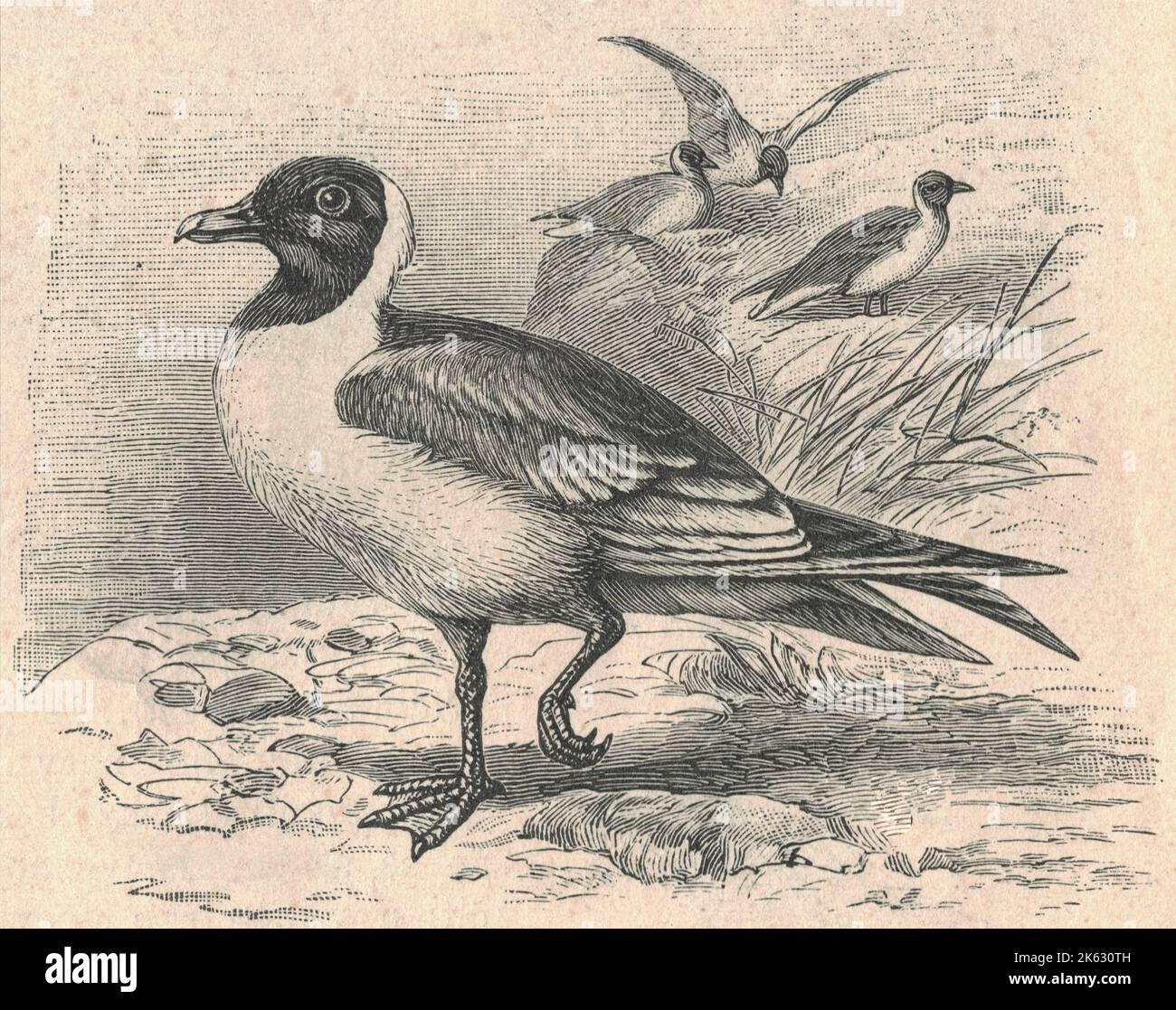 Antique engraved illustration of the black-headed gull. Vintage ...