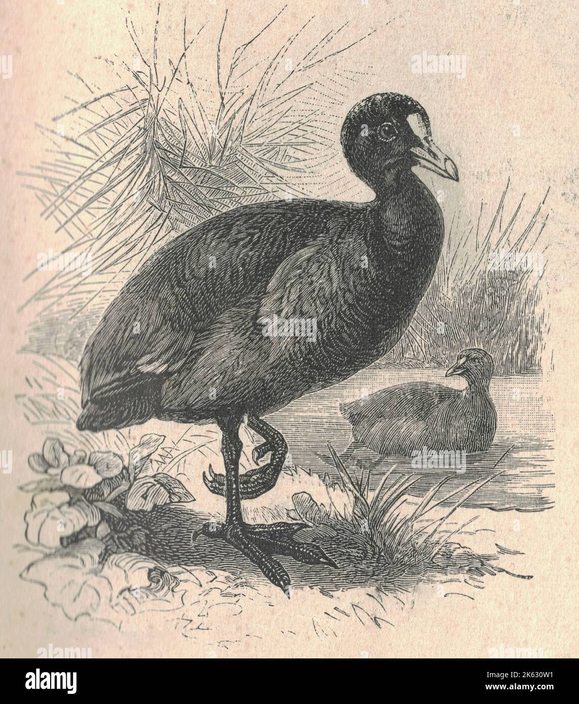 Antique engraved illustration of the coot. Vintage illustration of the ...