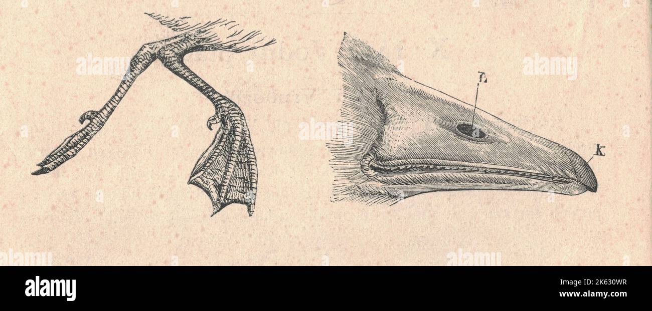 Legs and beak of the goose. Antique engraved illustration of the goose ...