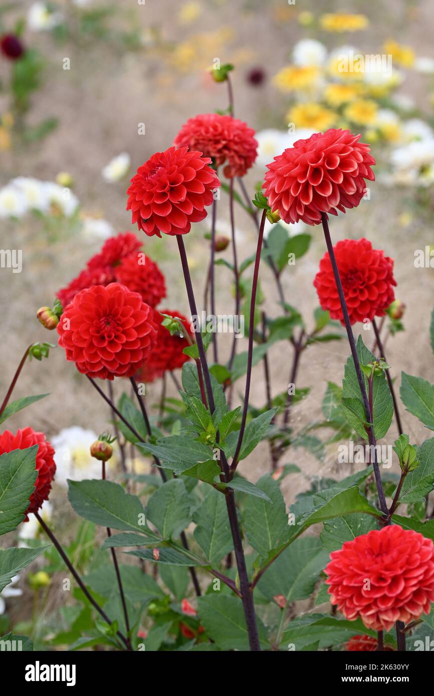 Dahlia red and pink flower in the garden Stock Photo - Alamy