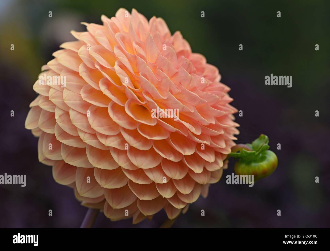 Beautiful salmon colored Dahlia flower in bloom Stock Photo - Alamy