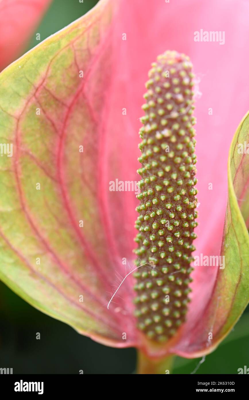 A close-up of a beautiful cream and red orchid flower Stock Photo - Alamy