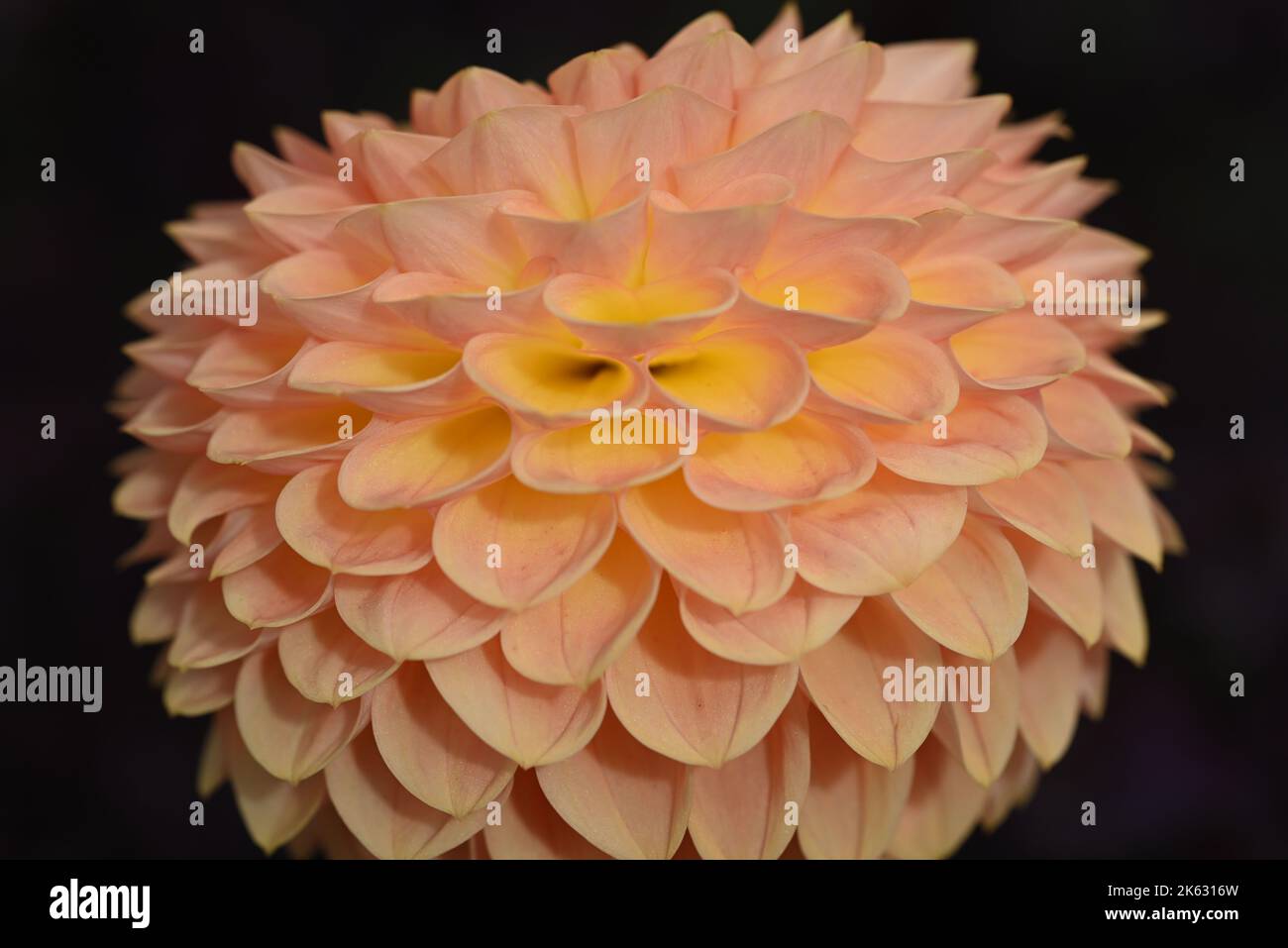 Beautiful salmon colored Dahlia flower in bloom Stock Photo - Alamy