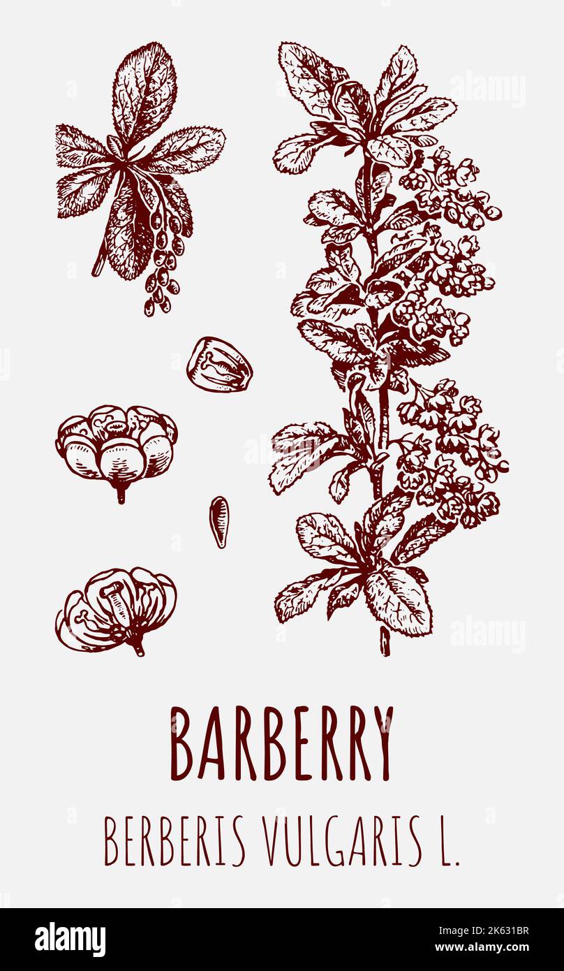 Vector drawings of Berberis. Hand drawn illustration. Latin name ...