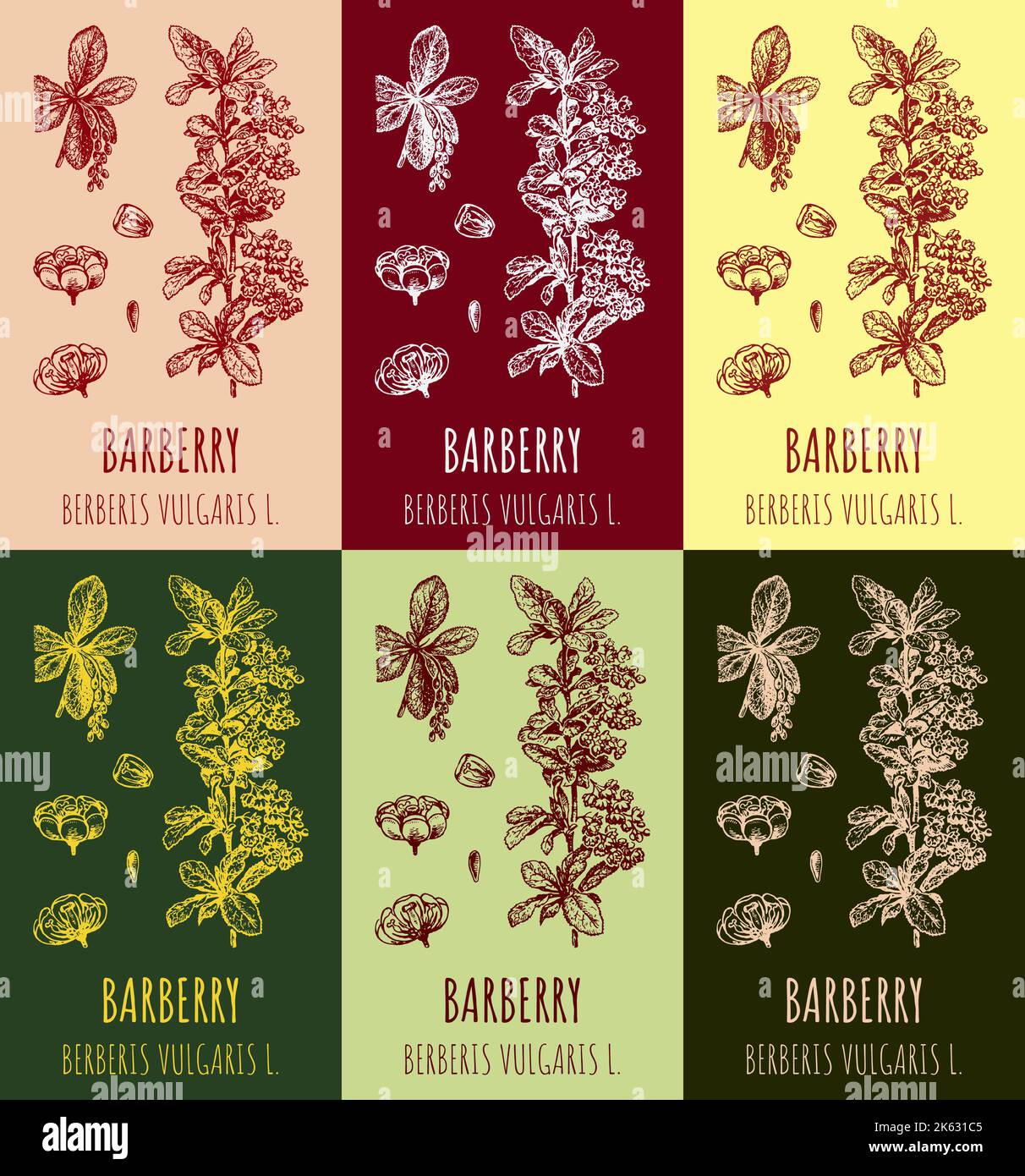 Set of vector drawings of Berberis in different colors. Hand drawn ...