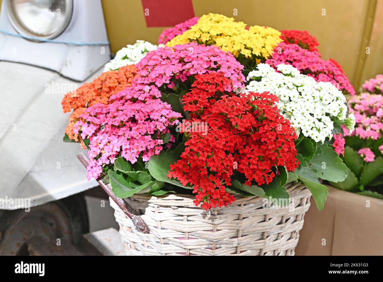 Kalanchoe plants hi-res stock photography and images - Alamy