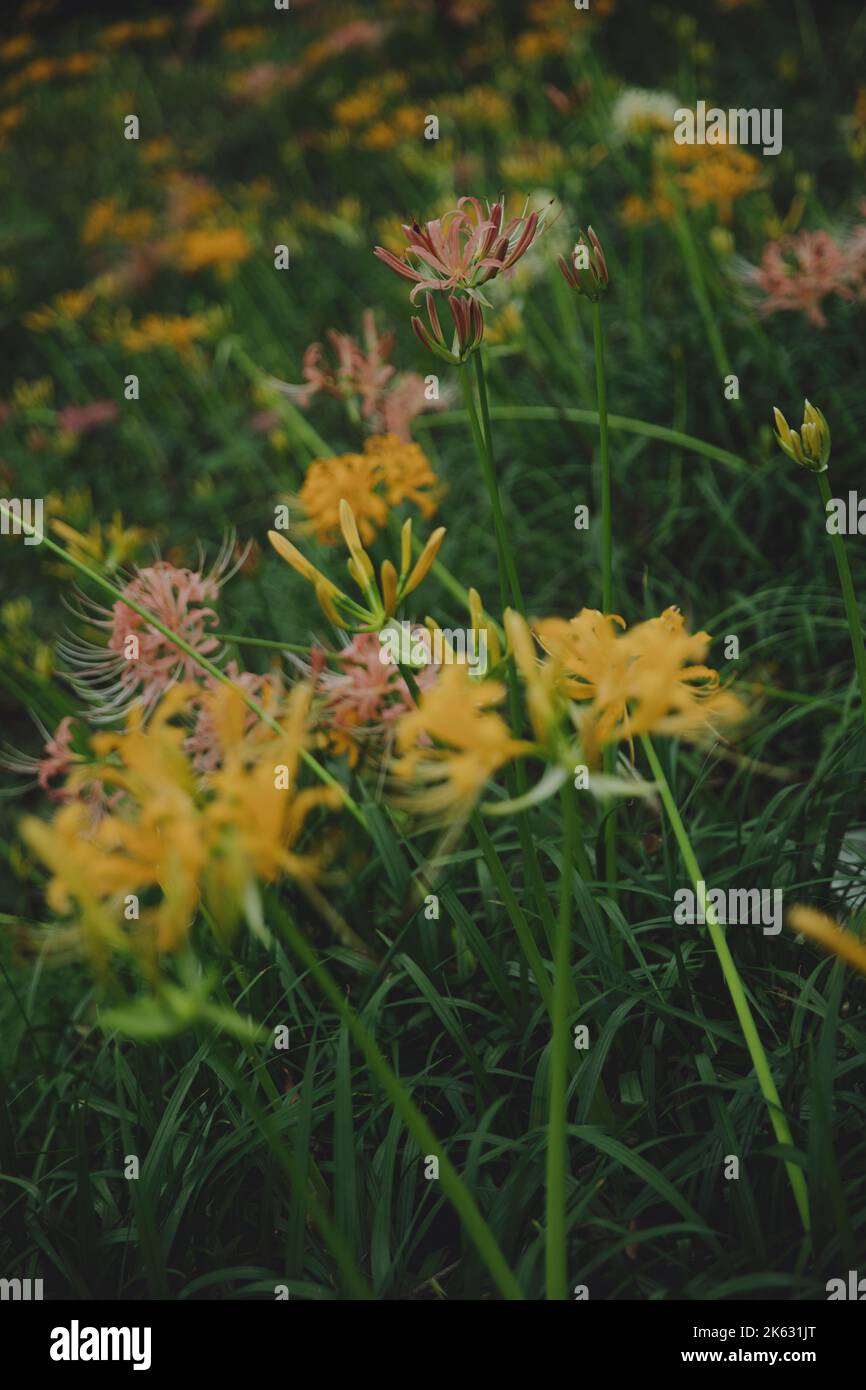Lycoris yellow hi-res stock photography and images - Alamy