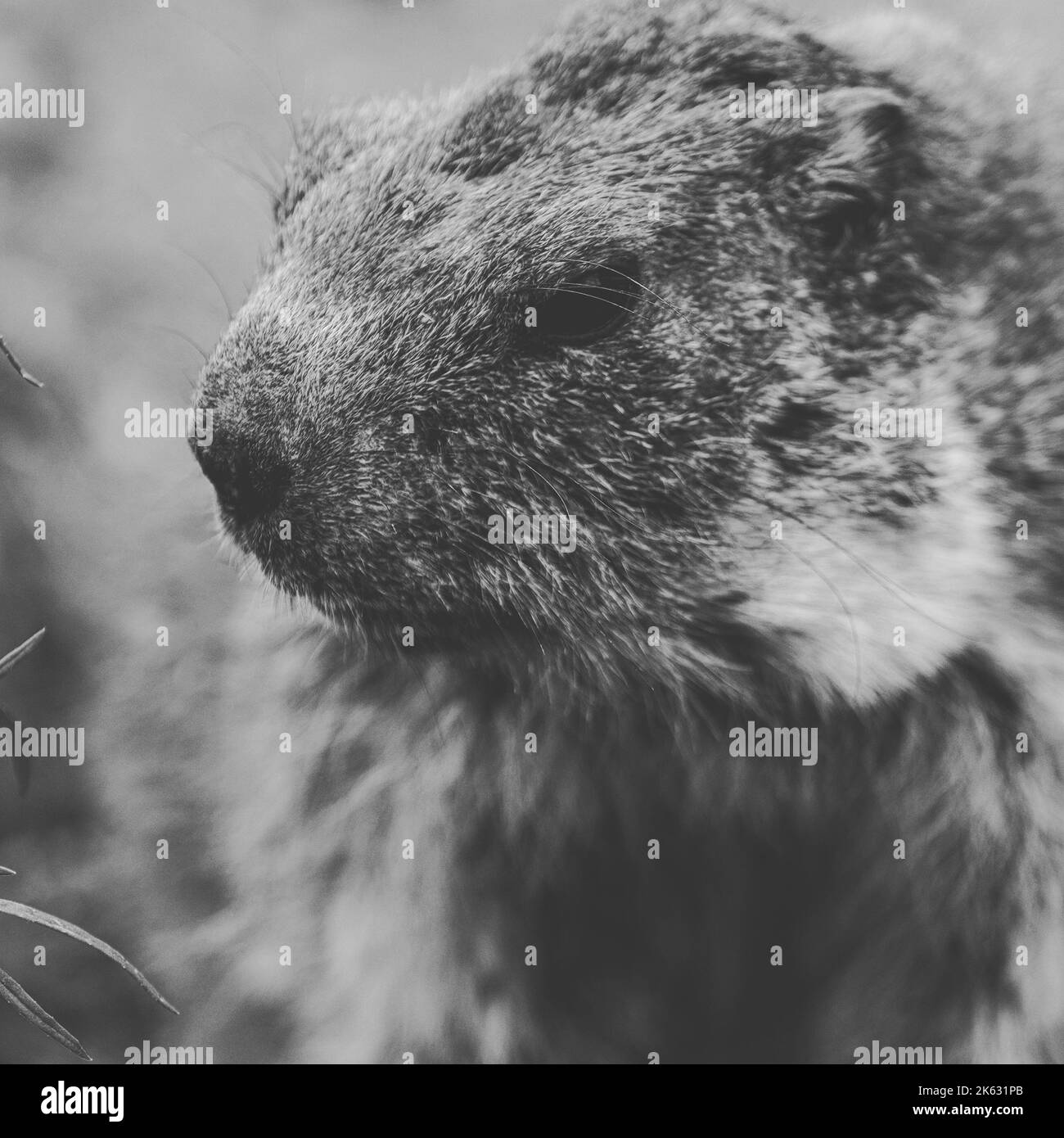 A grayscale of a groundhog (Marmota monax Stock Photo - Alamy