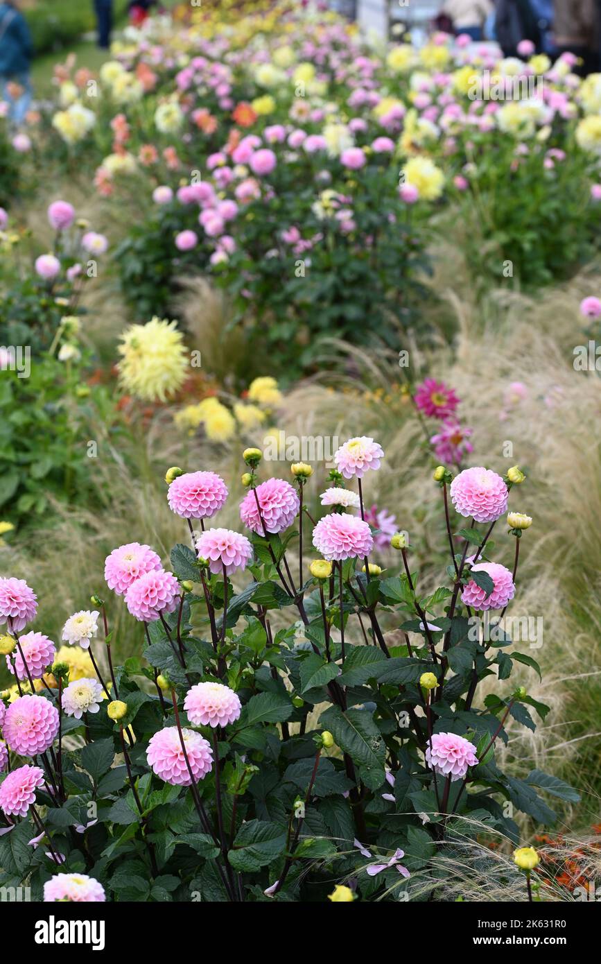 Beautiful flower field with Dahlia, grass and colorful anual flowers ...