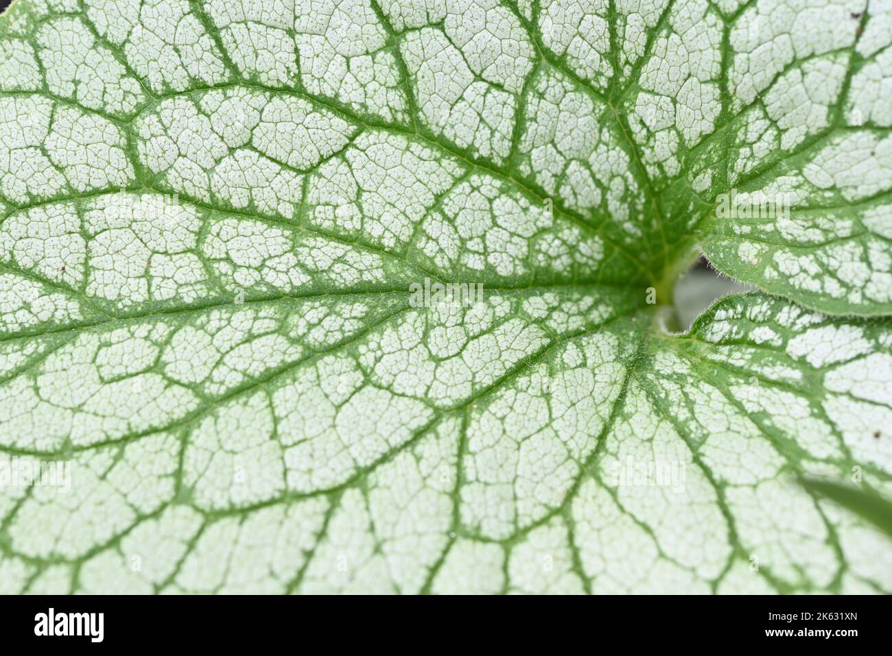 Green Colocasia leaf with beautiful veins, the elephant ear Stock Photo ...