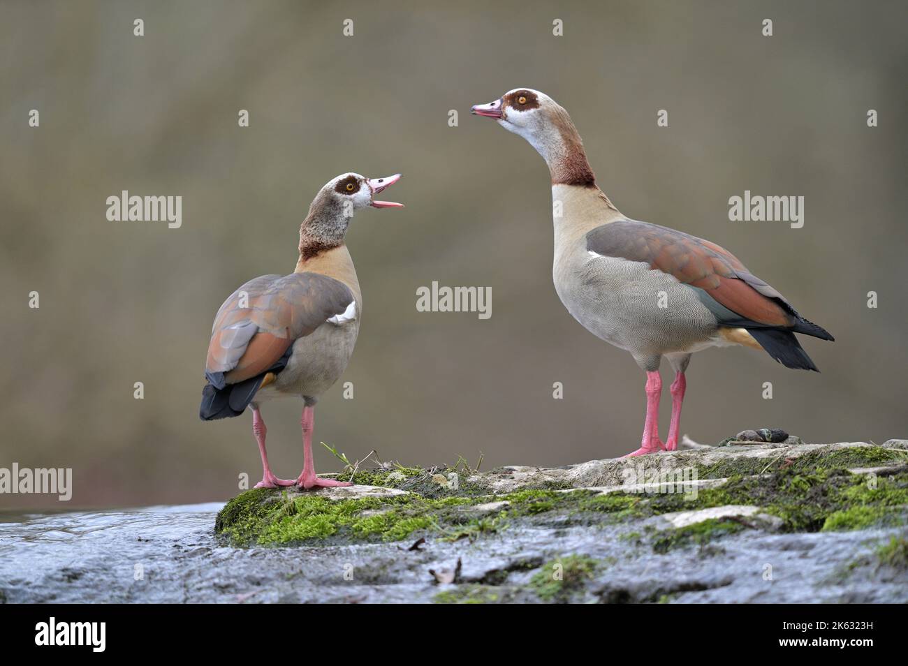 Ein Paar, A couple Stock Photo - Alamy