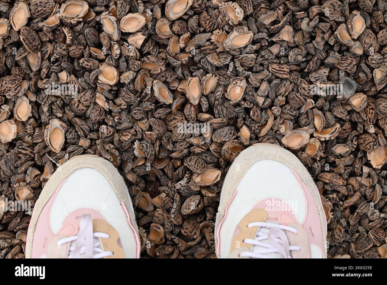 Peach stones, a natural way of creating a garden path Stock Photo - Alamy