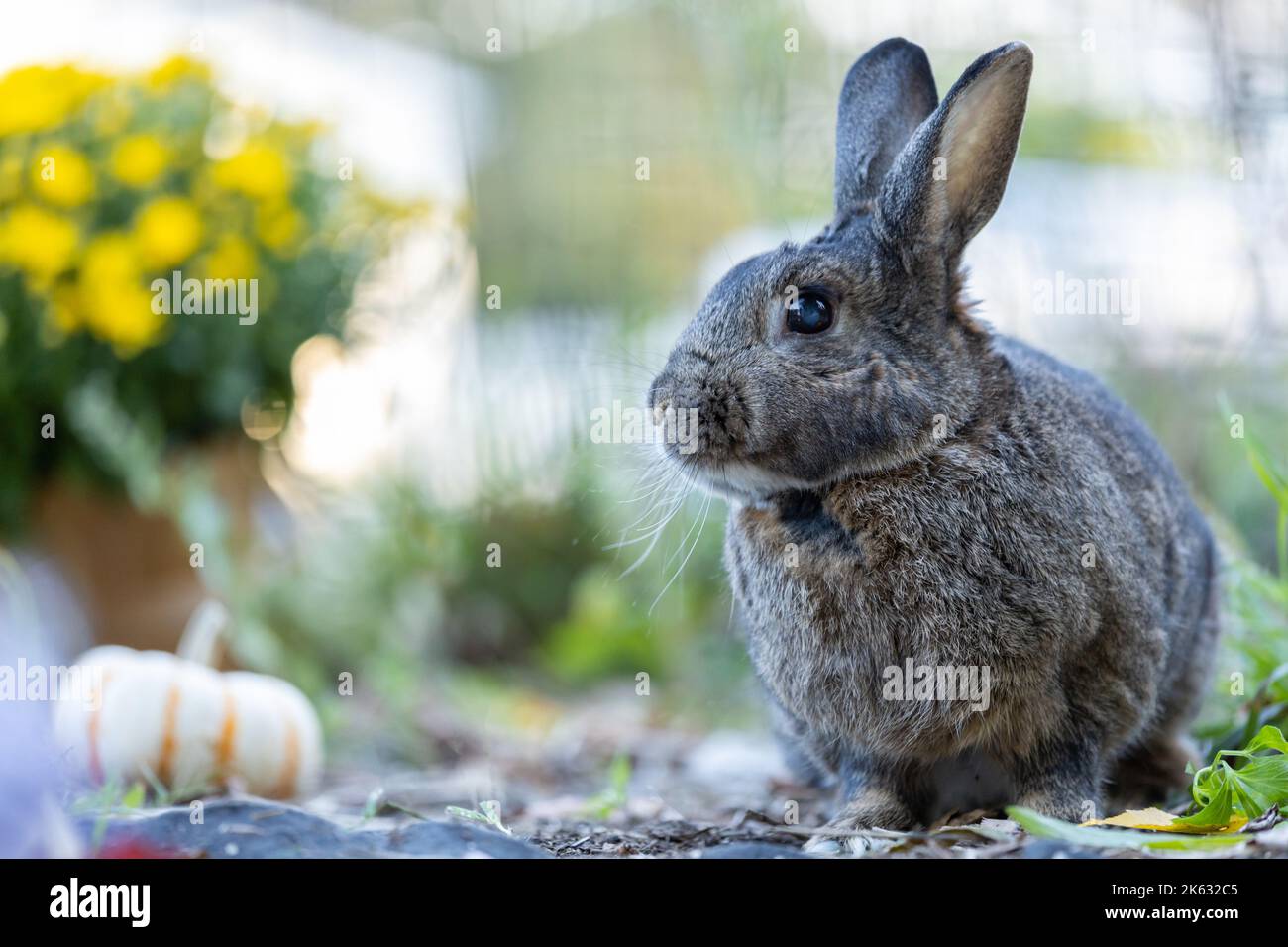 Gray Rabbit in Fall Garden with pumpkins and mums and late season ...
