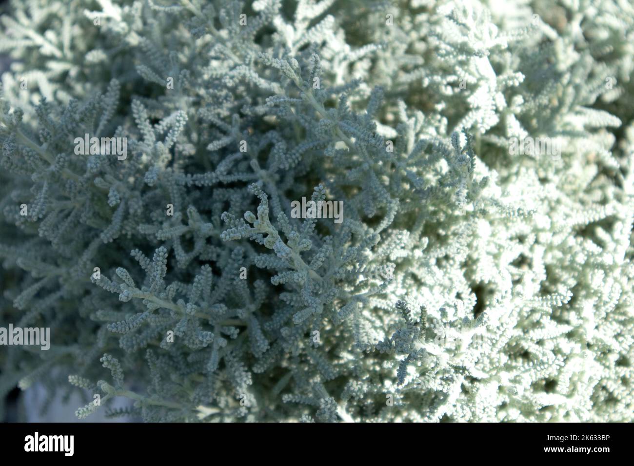 Santolina silver hi-res stock photography and images - Alamy