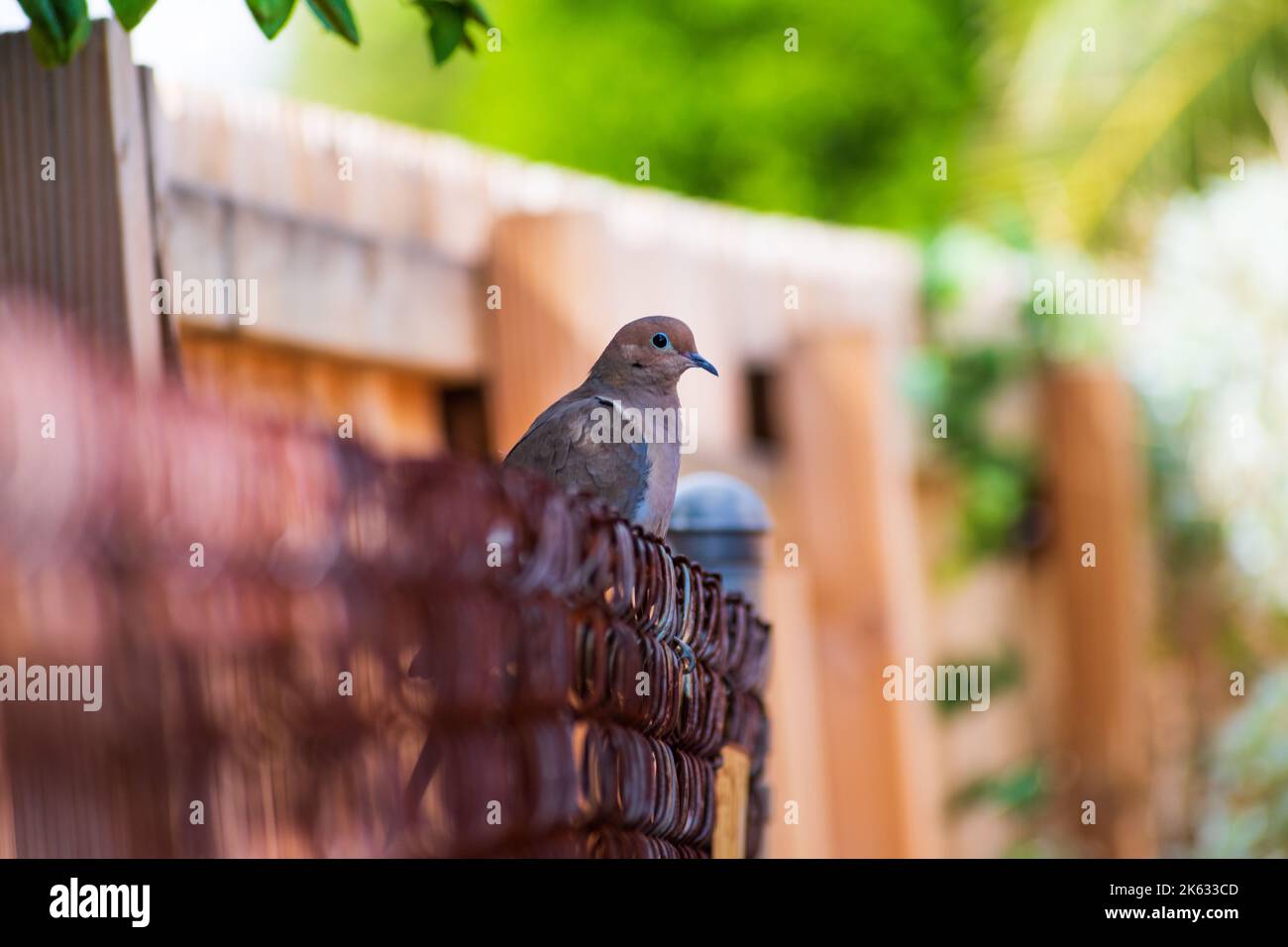 One mourning dove perched on a backyard fence in Sun City, Arizona ...