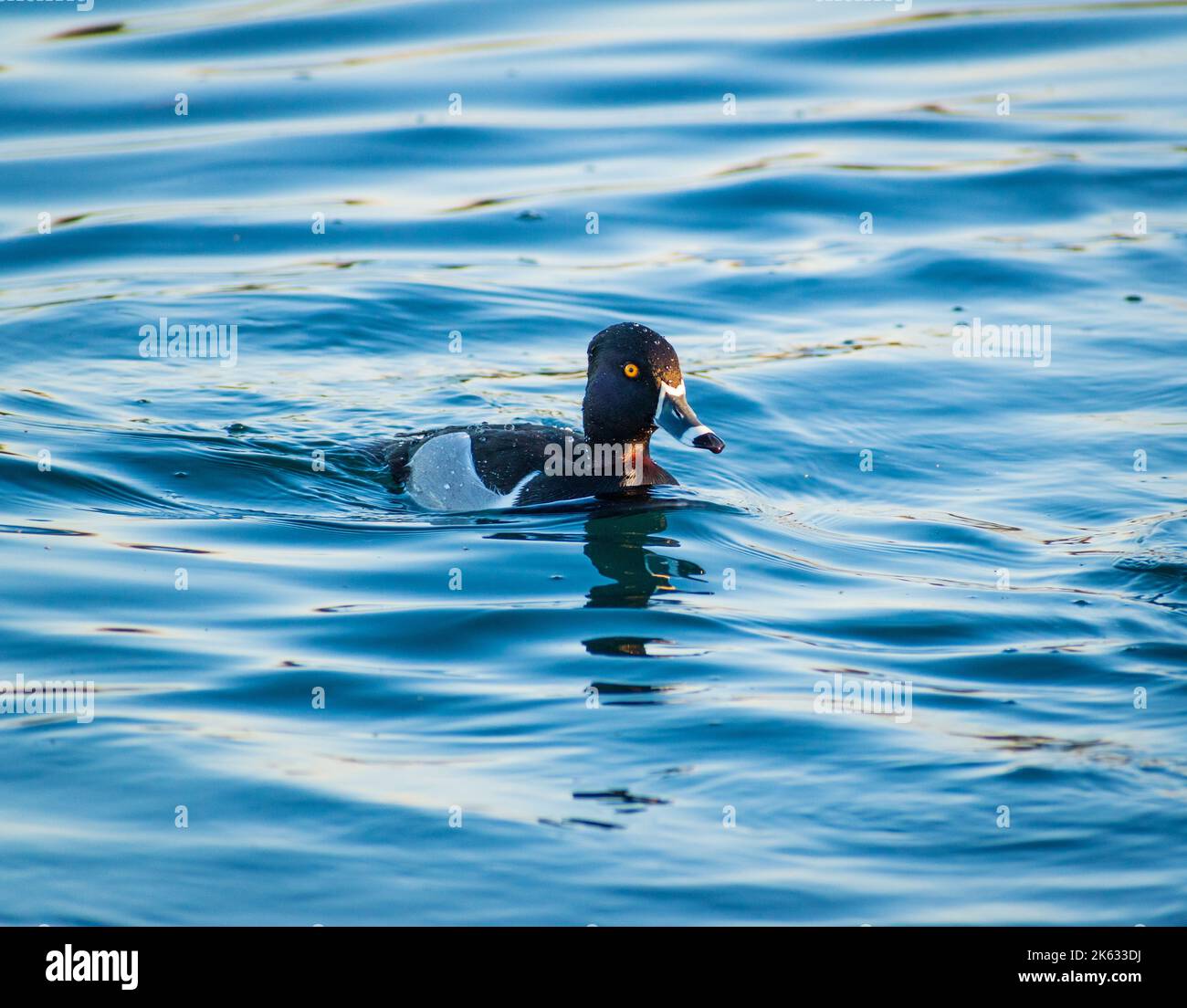 Ring-necked duck swimming in blue water at Riparian Preserve at Water ...