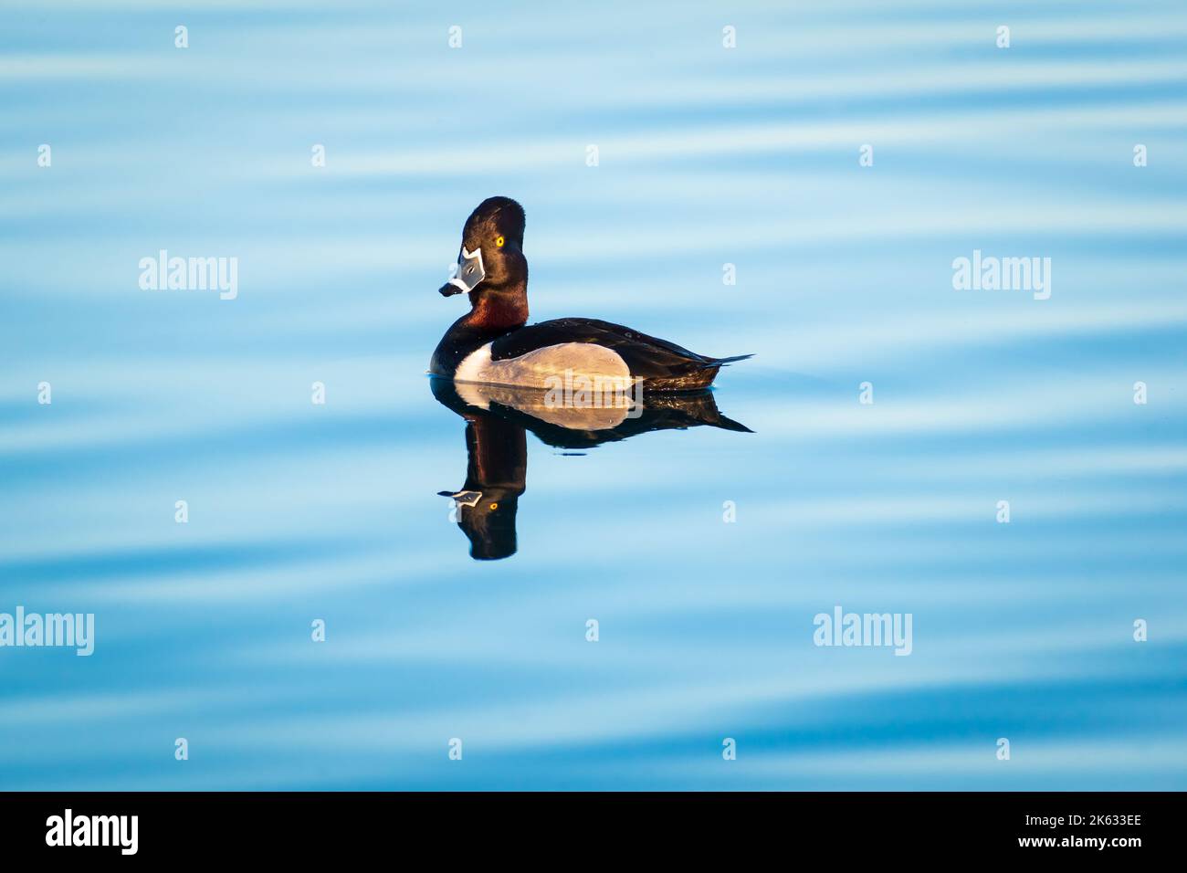 Ring-necked duck floating on blue water at Riparian Preserve at Water ...