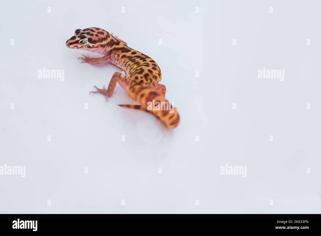 Western banded gecko, Coleonyx variegatus, isolated on white Stock ...