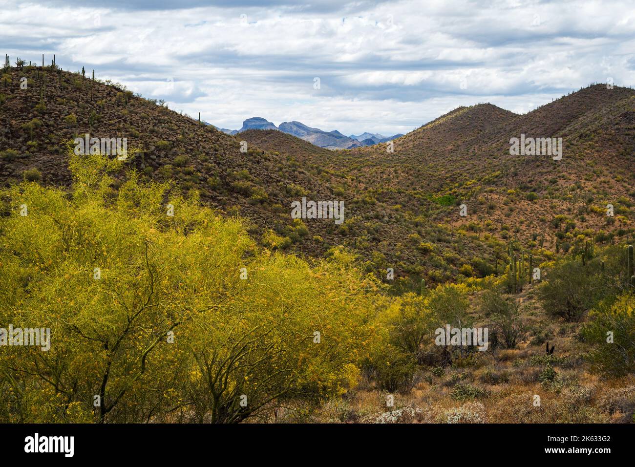 Landscape view of mountains and flowering Palo Verde tree on a cloudy ...