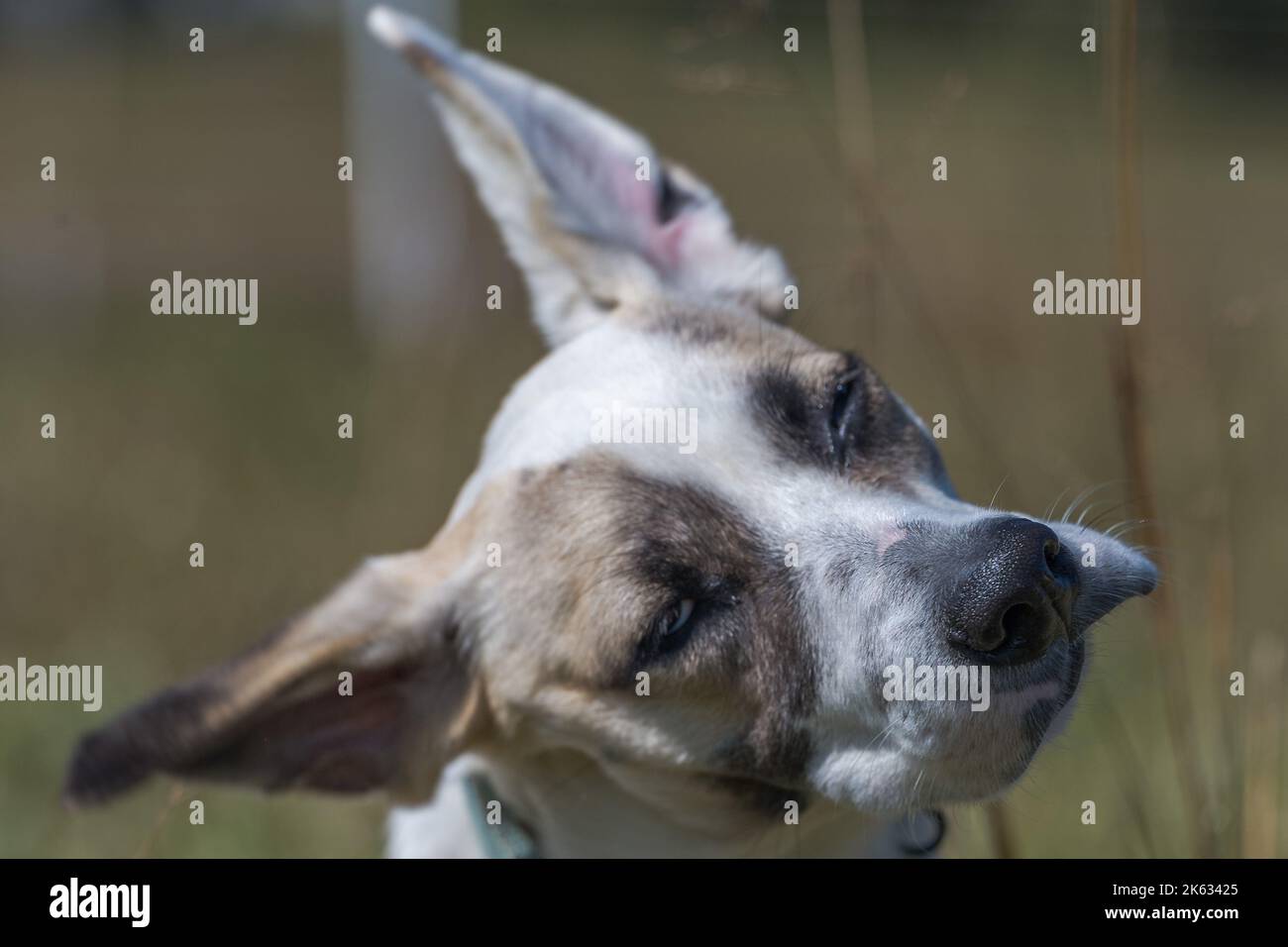 Dog head shaking hi-res stock photography and images - Alamy