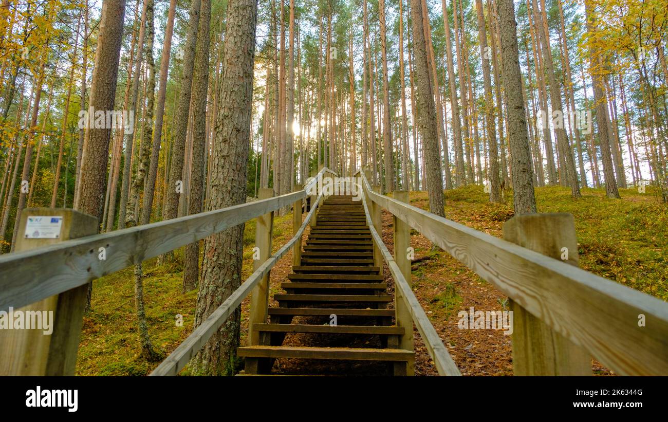 Wooden stairs in the forest. Hiking, environment and forest. Stairs and ...