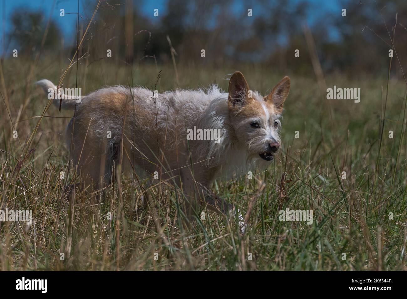 Cute ginger puppy hi-res stock photography and images - Alamy