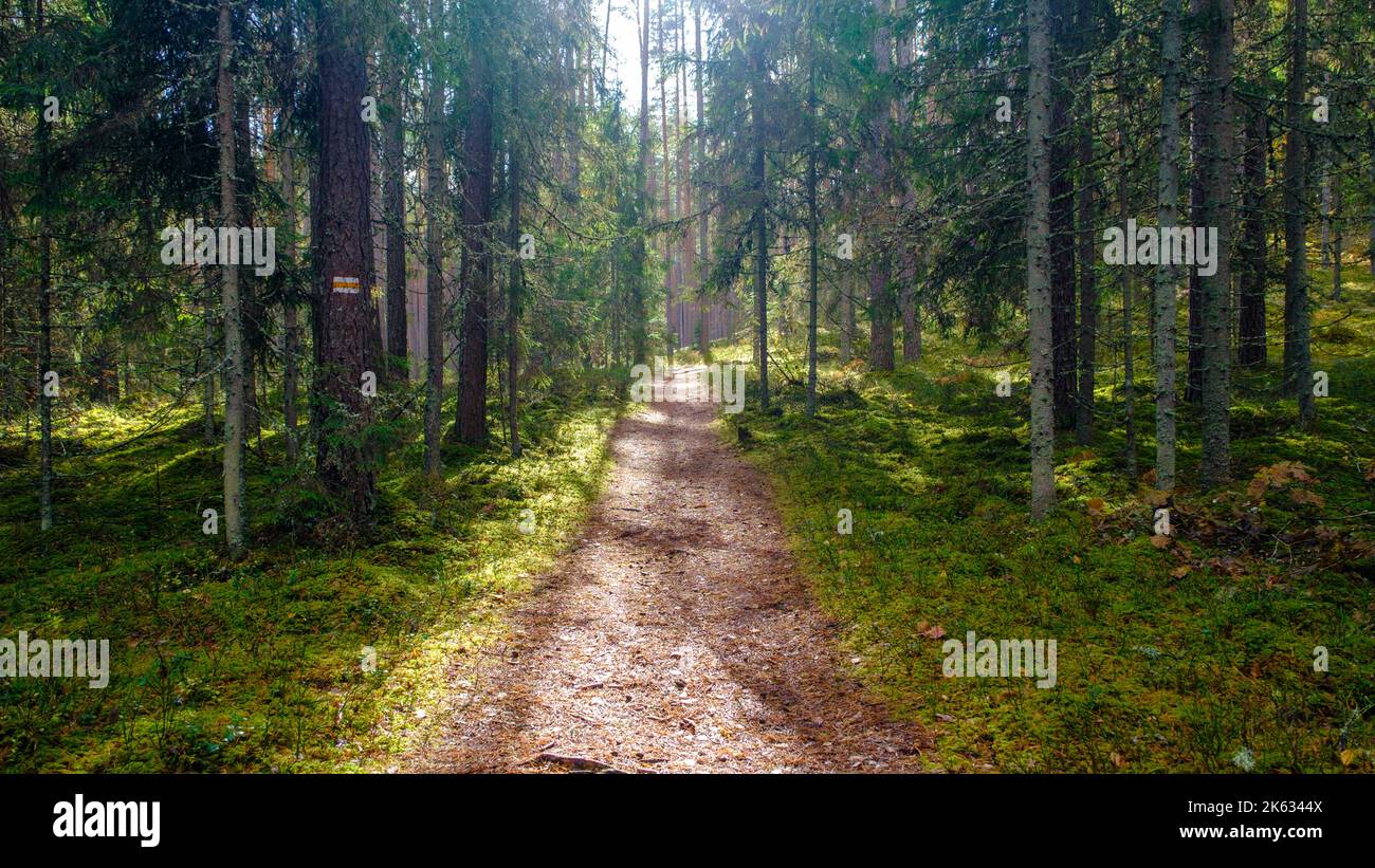 Forest path in deep forest in October with sunlight shadow. Gauja ...