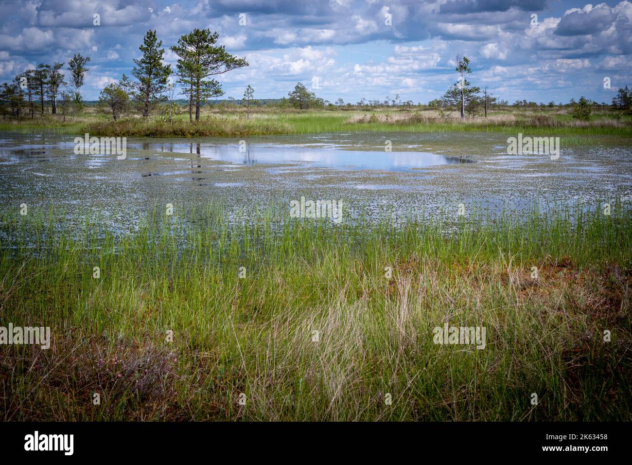 Picturesque lake backwaters in the middle of swamps. Landscape with sky ...