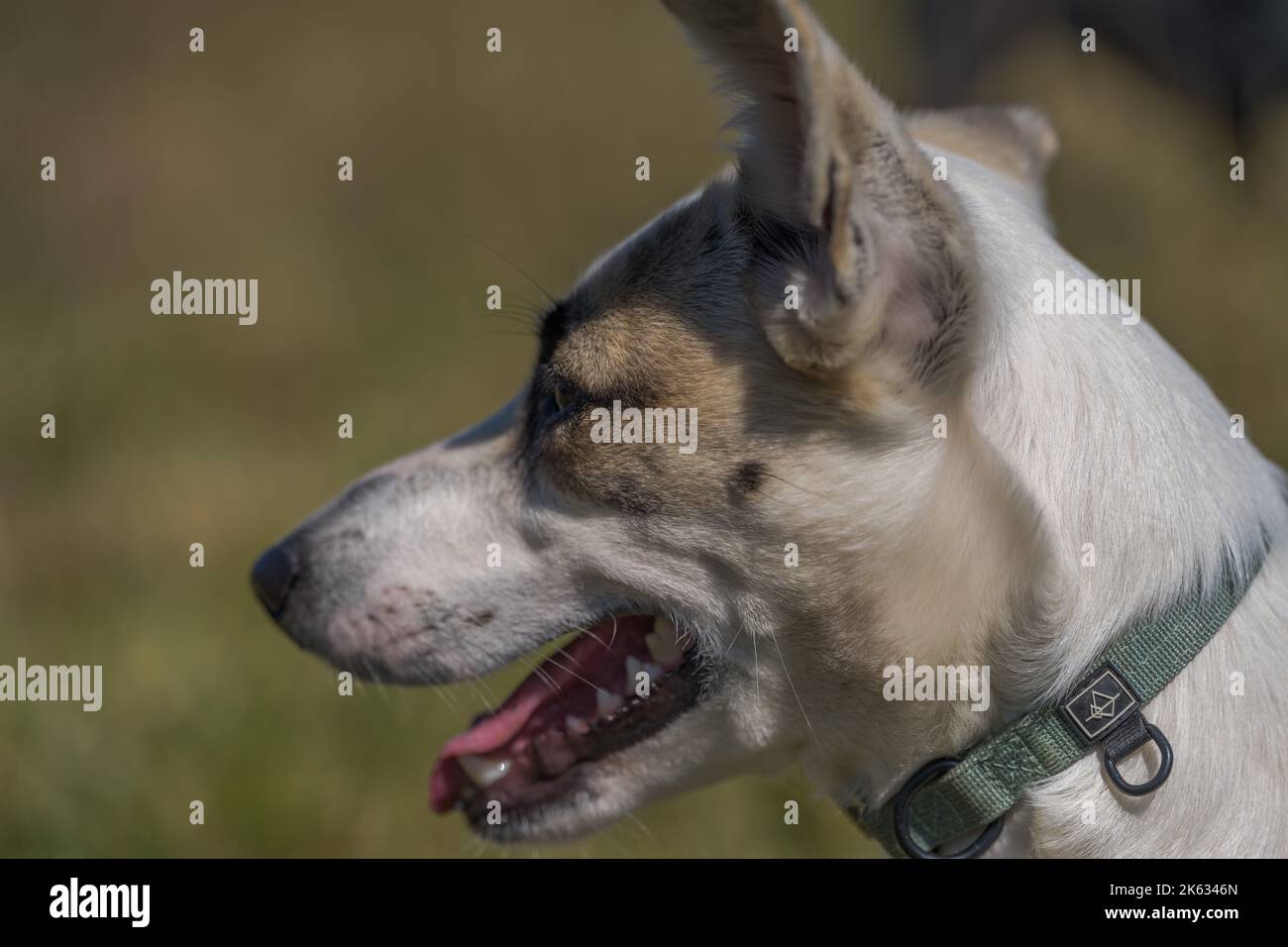 A brown and white dog looking left Stock Photo - Alamy