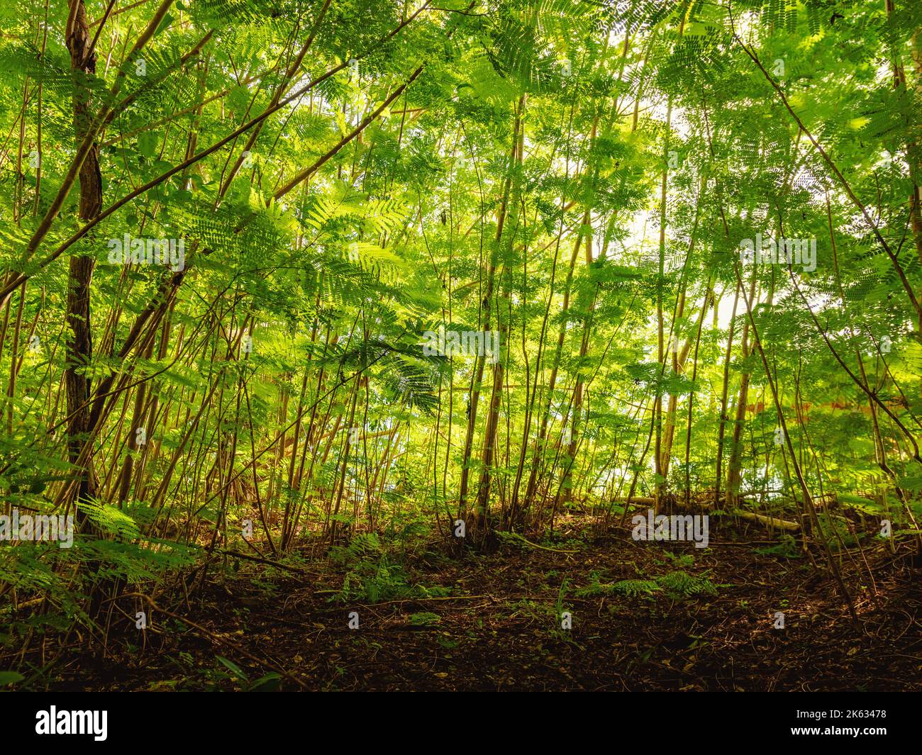 Beautiful large trees forest with greens around in the Natural reserve ...