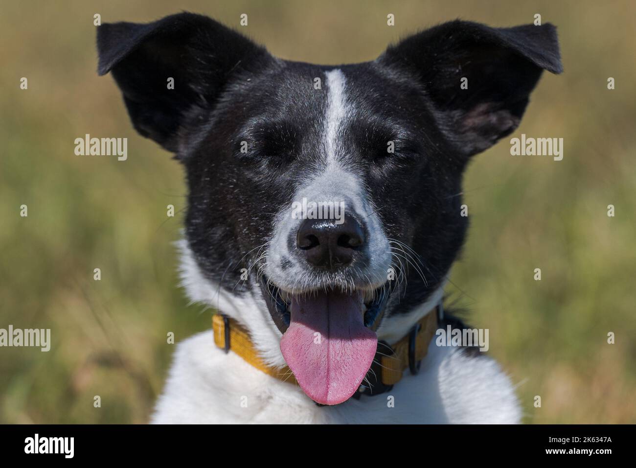 A black and white dog smiling at the camera Stock Photo - Alamy