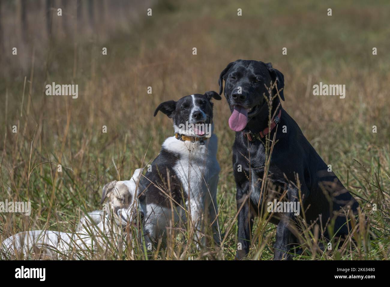Three cute puppy pets hi-res stock photography and images - Alamy